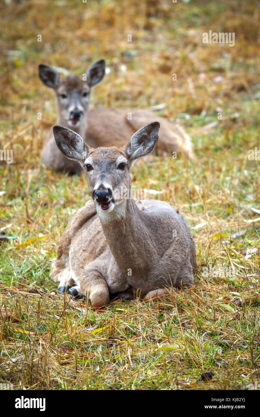 A close up shot of deer laying down on the east side of Coeur d'Alene ...