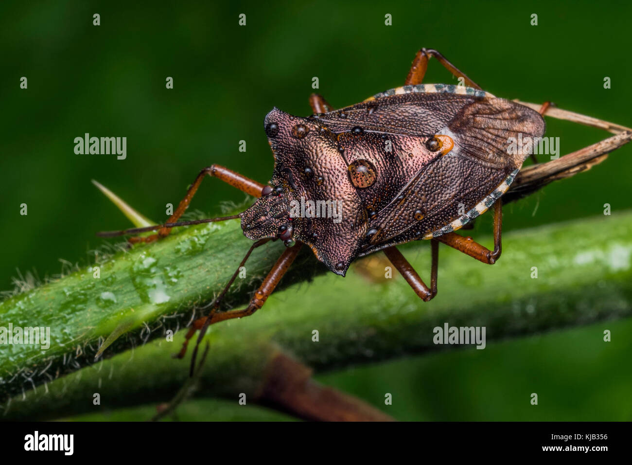 Forest Shieldbug (Pentatoma rufipes) on bramble stem. Tipperary ...