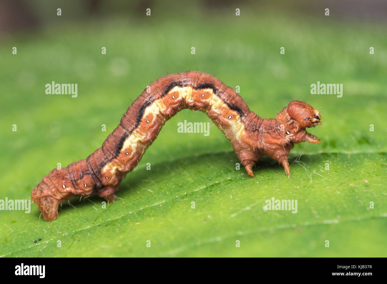 Mottled Umber moth caterpillar (Erannis defoliaria) making its way ...