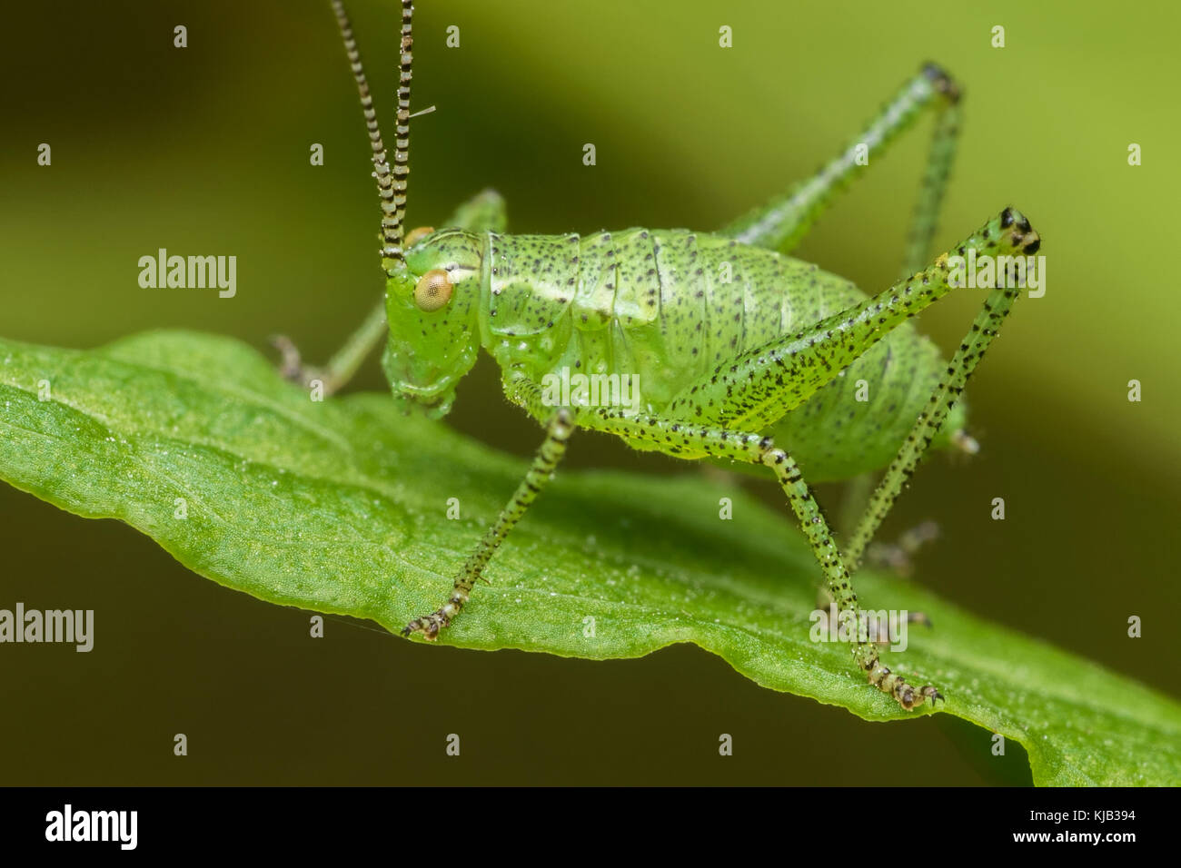 Speckled Bush Cricket Nymph High Resolution Stock Photography and ...