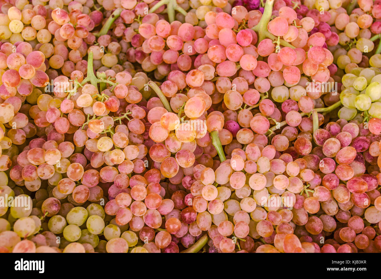 Background of bunch of pink small seedless grapes of sultana Stock ...