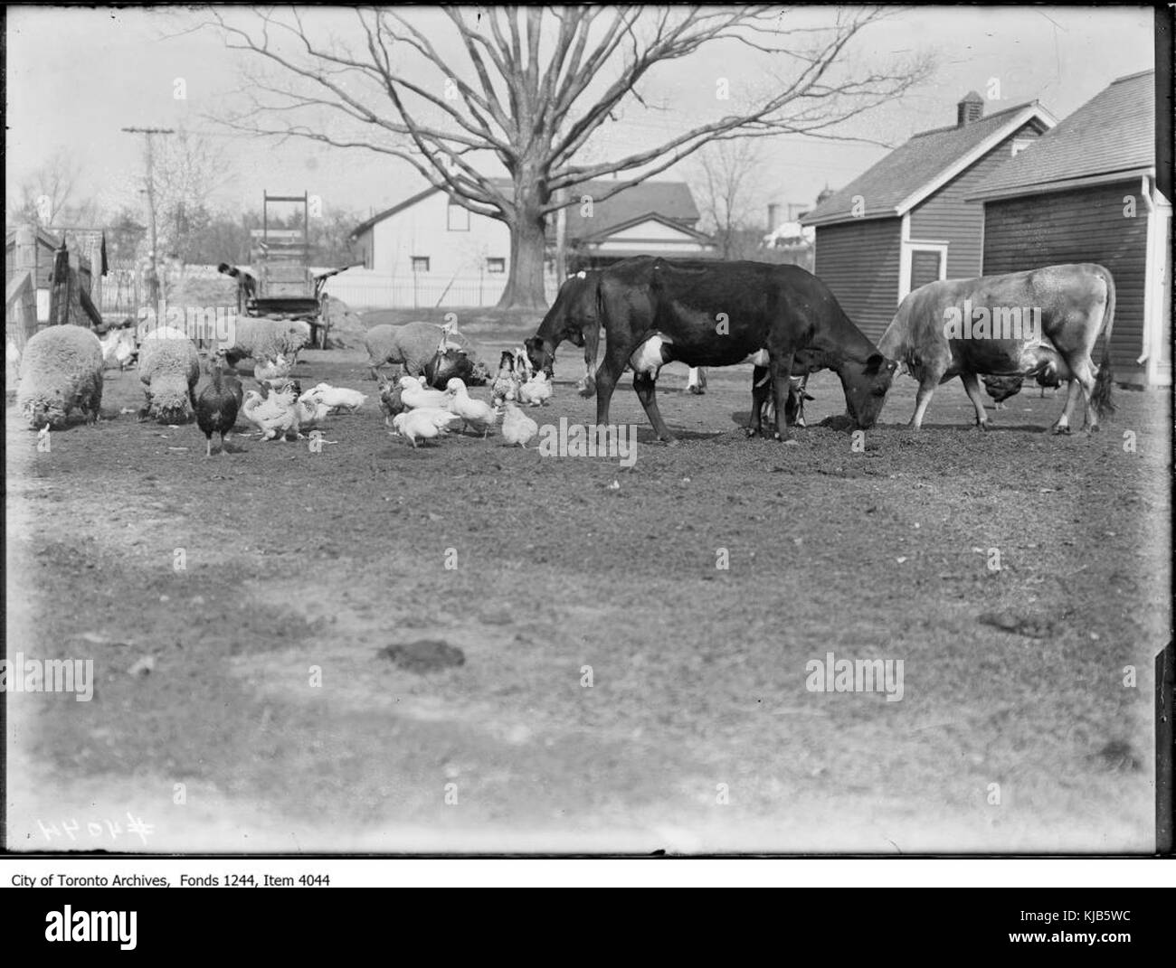 British farm animals Black and White Stock Photos & Images - Alamy