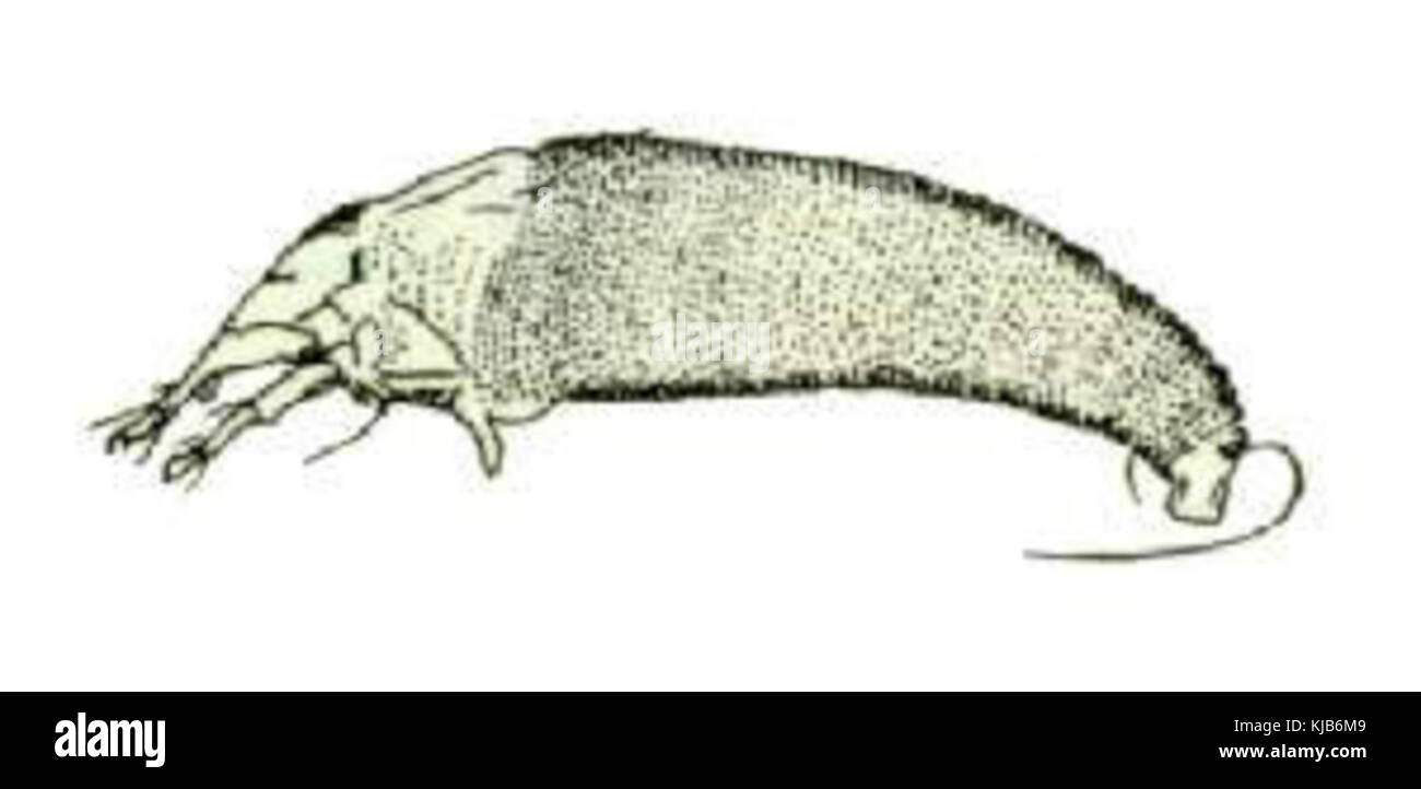 Aceria hi-res stock photography and images - Alamy