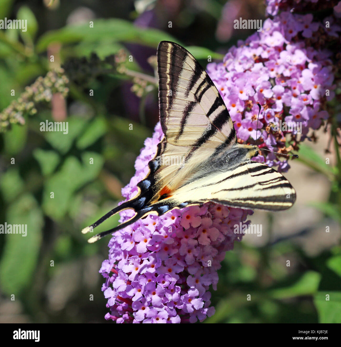 butterfly on flower summer season Stock Photo - Alamy