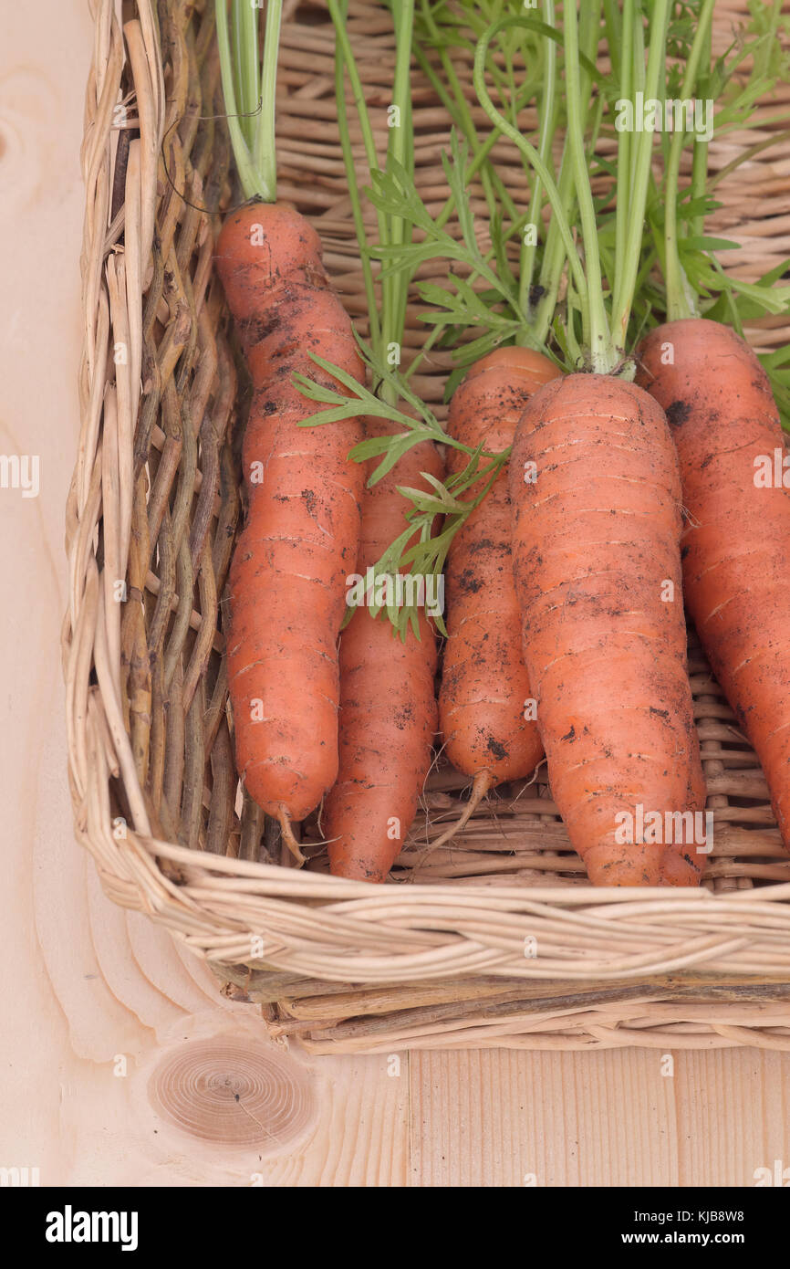 A close-up photograph of several F1 Flyaway AGM carrots, organically ...