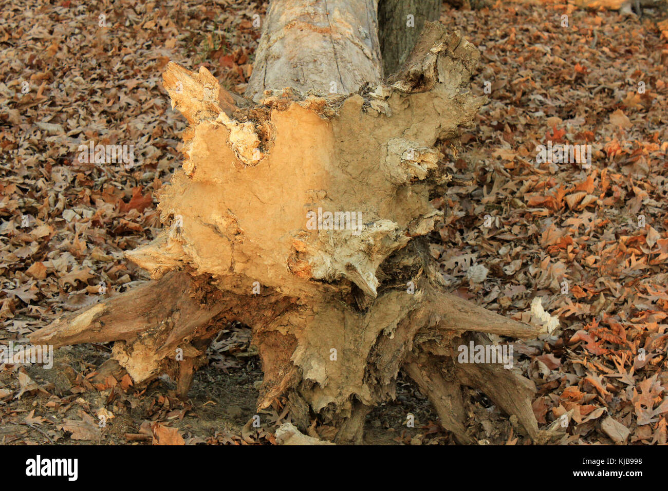 Gfp iowa pikes peak state park felled tree Stock Photo - Alamy