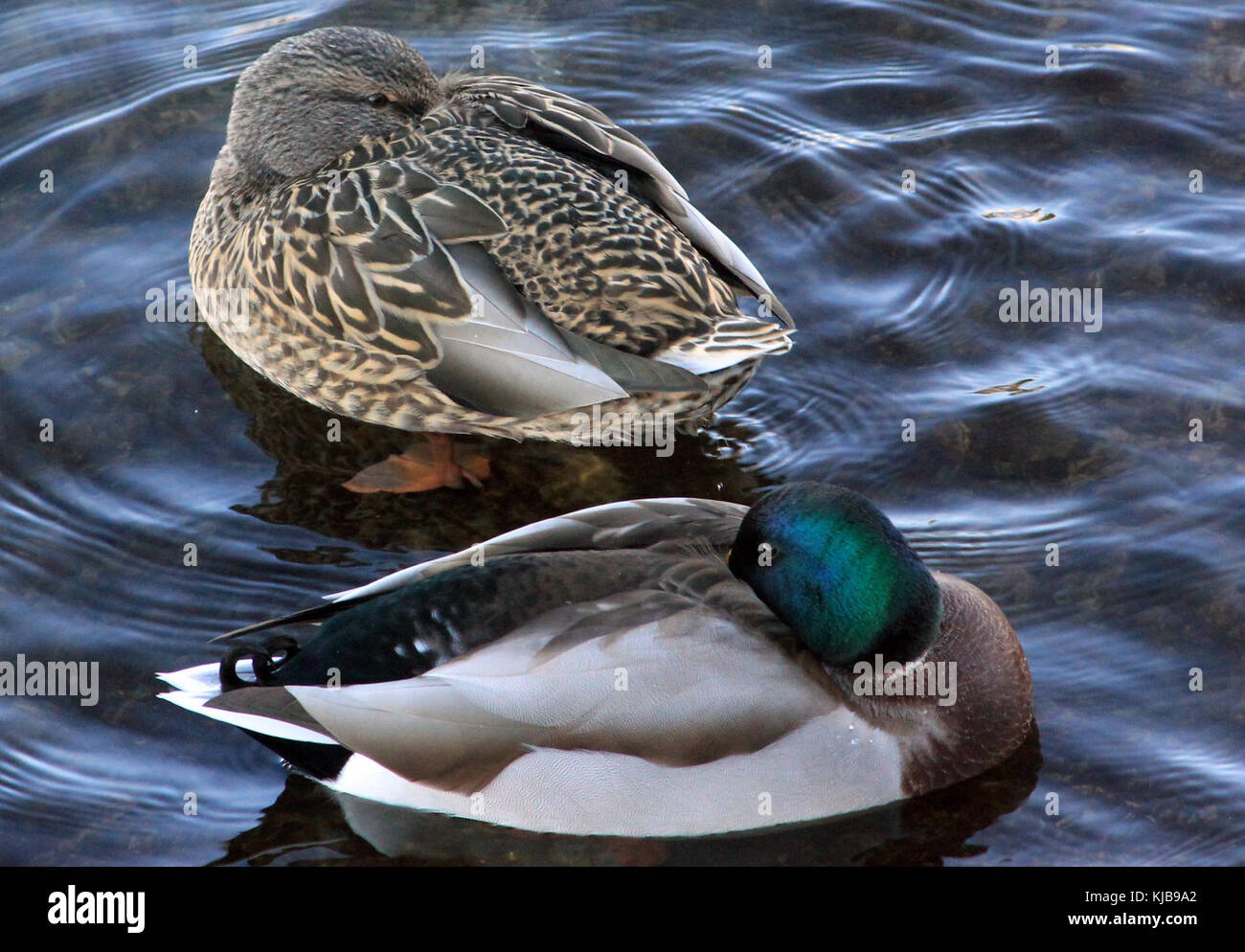 Two mallards hi-res stock photography and images - Alamy