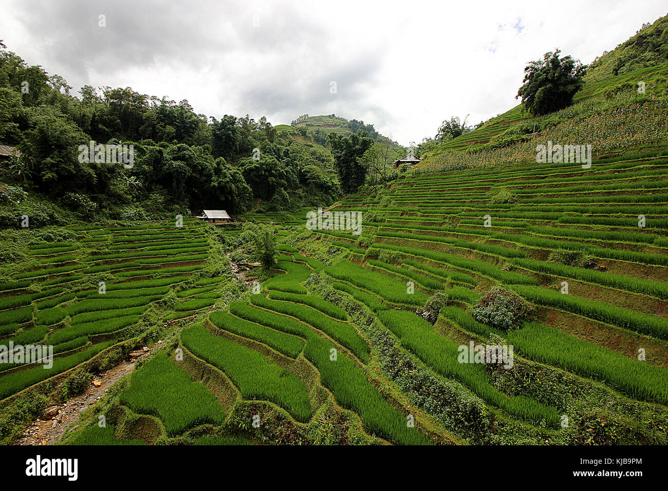Vietnam rice paddies hi-res stock photography and images - Alamy