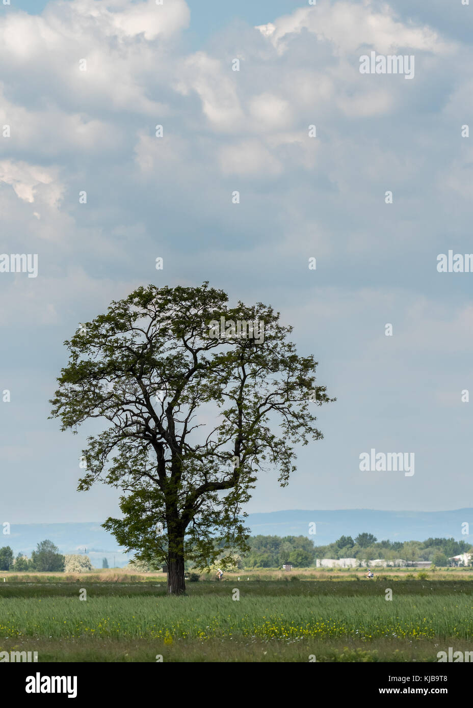 A lonely tree and interesting cloud formation, Seewinkel Austria Stock ...