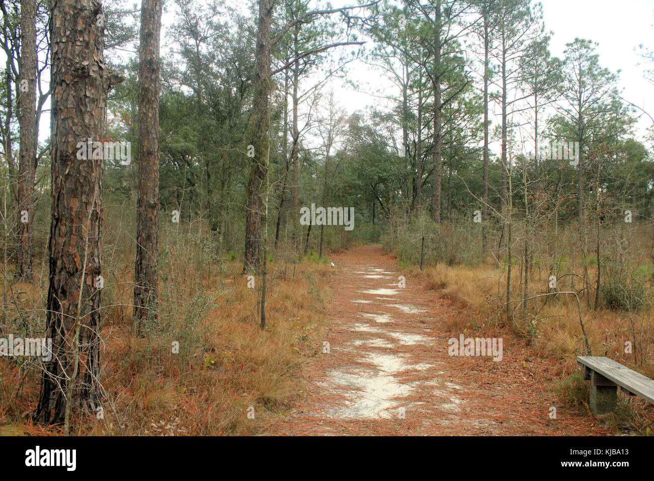 Gfp georgia reed bingham state park nature trail Stock Photo - Alamy
