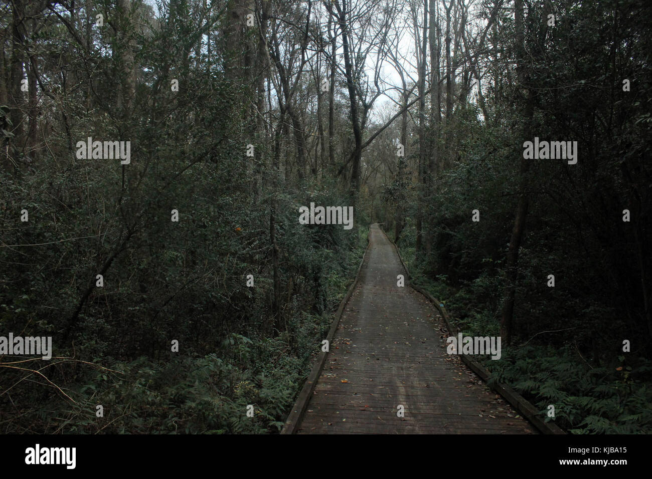 Gfp georgia reed bingham state park boardwalk at dusk Stock Photo - Alamy