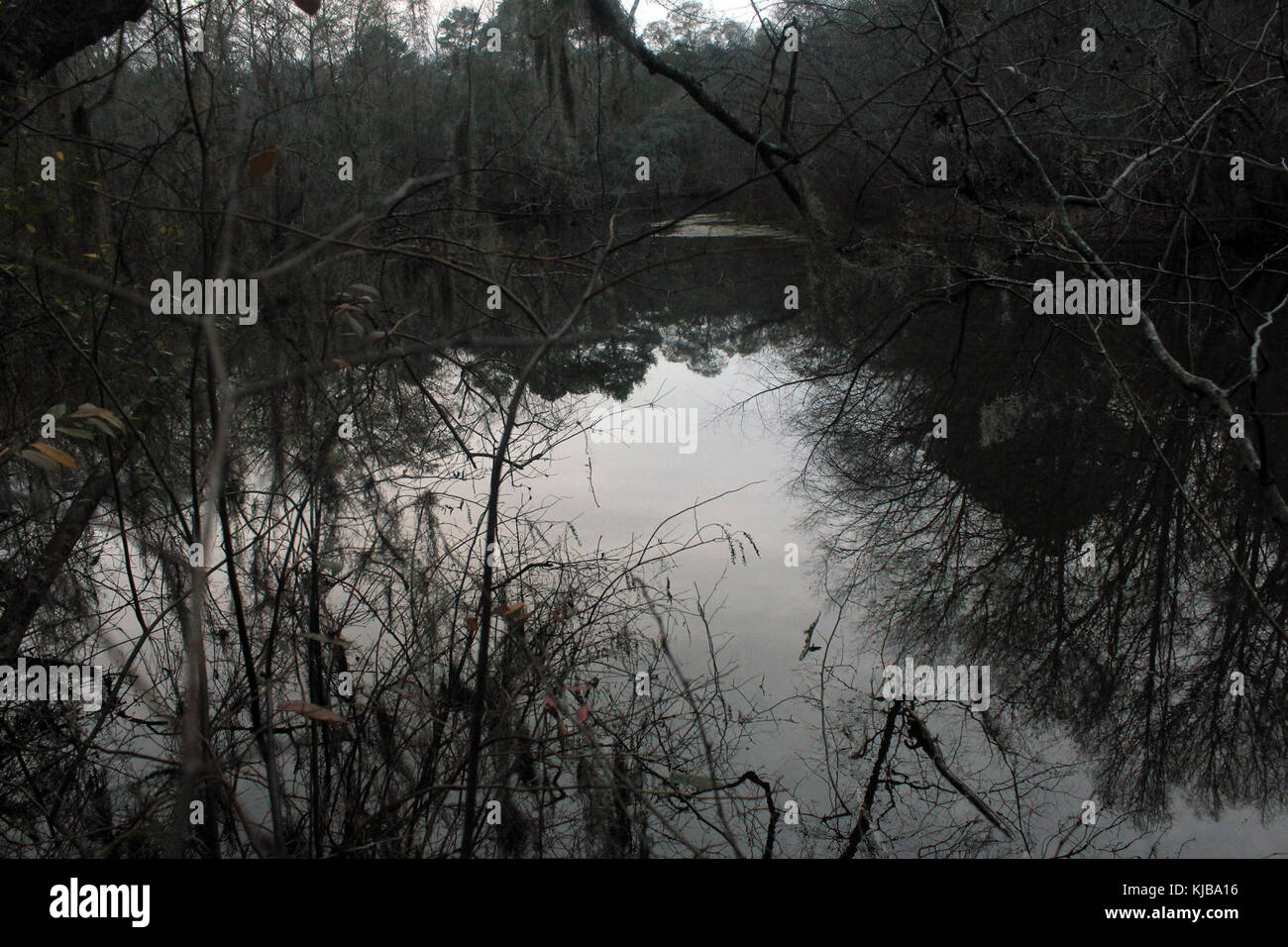Gfp georgia reed bingham state park swamp at dusk Stock Photo - Alamy