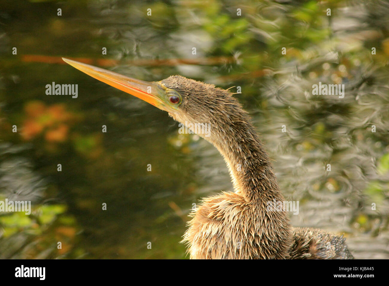 Gfp anhinga bird Stock Photo - Alamy