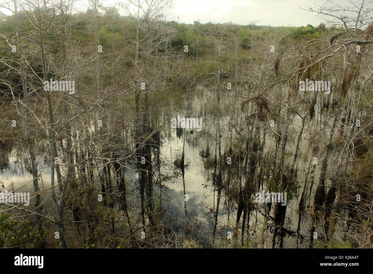 Gfp florida everglades national park marshes Stock Photo - Alamy