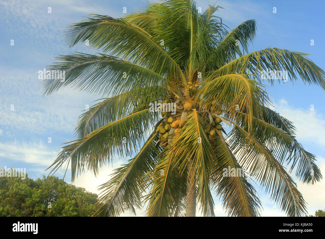 Gfp coconut tree Stock Photo - Alamy