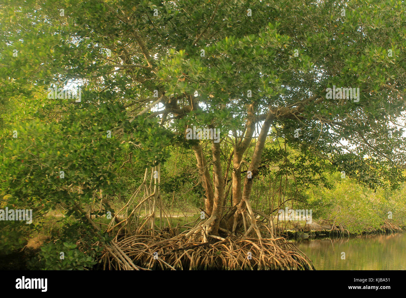 Gfp mangrove tree Stock Photo - Alamy