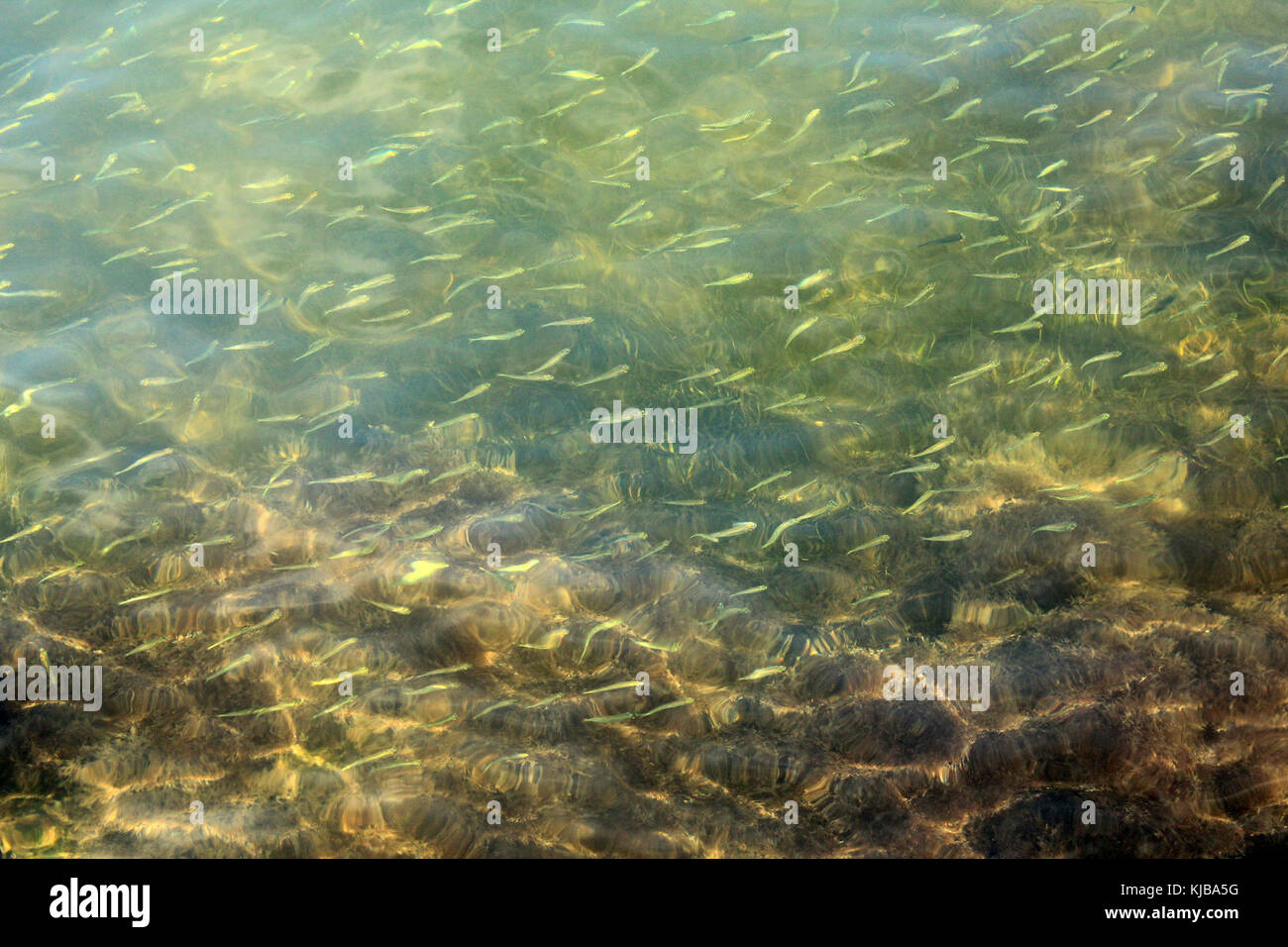 Gfp florida biscayne national park bait fish swimming in the shallows ...