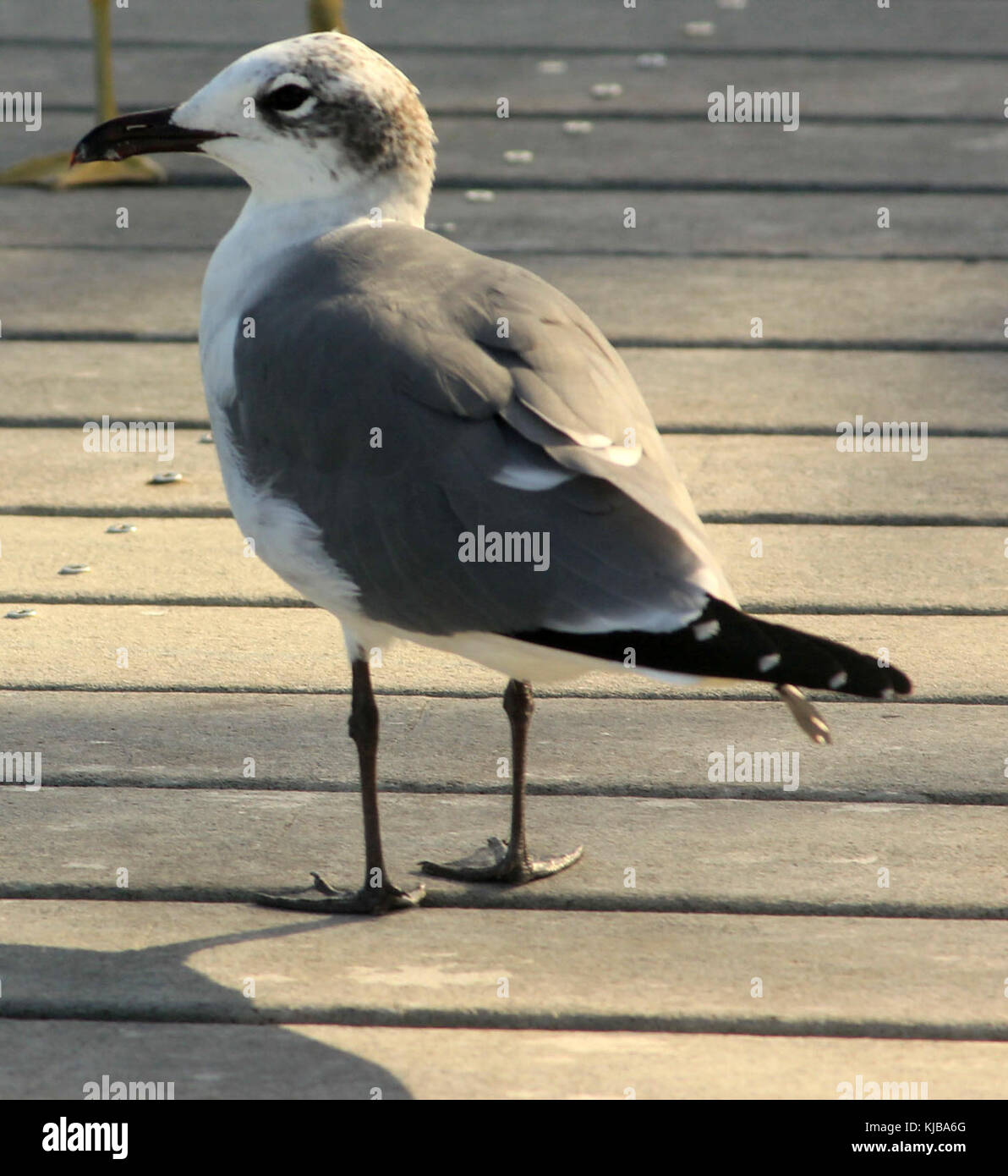 Gull species identification hi-res stock photography and images - Alamy