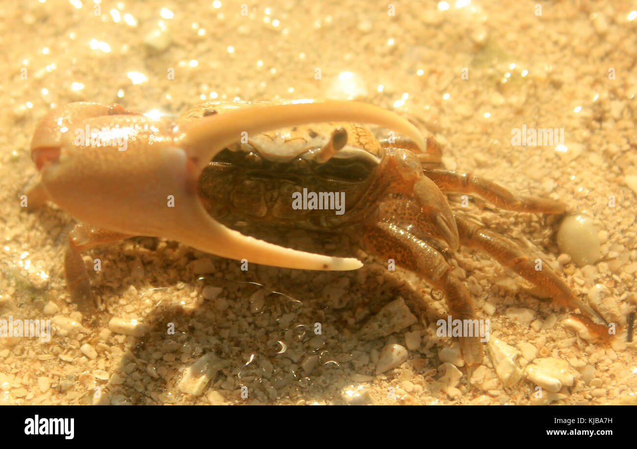 Fiddler crab small coastal hi-res stock photography and images - Alamy