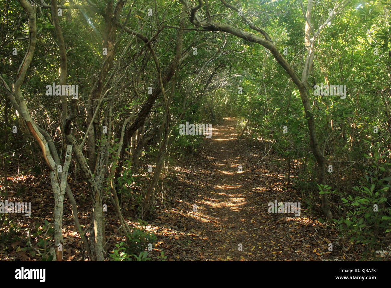Gfp florida keys long key state park darkened forest path Stock Photo ...