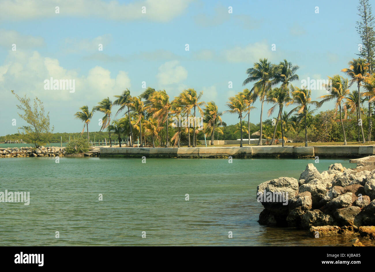 Gfp florida keys marathon key trees on the shoreline Stock Photo - Alamy