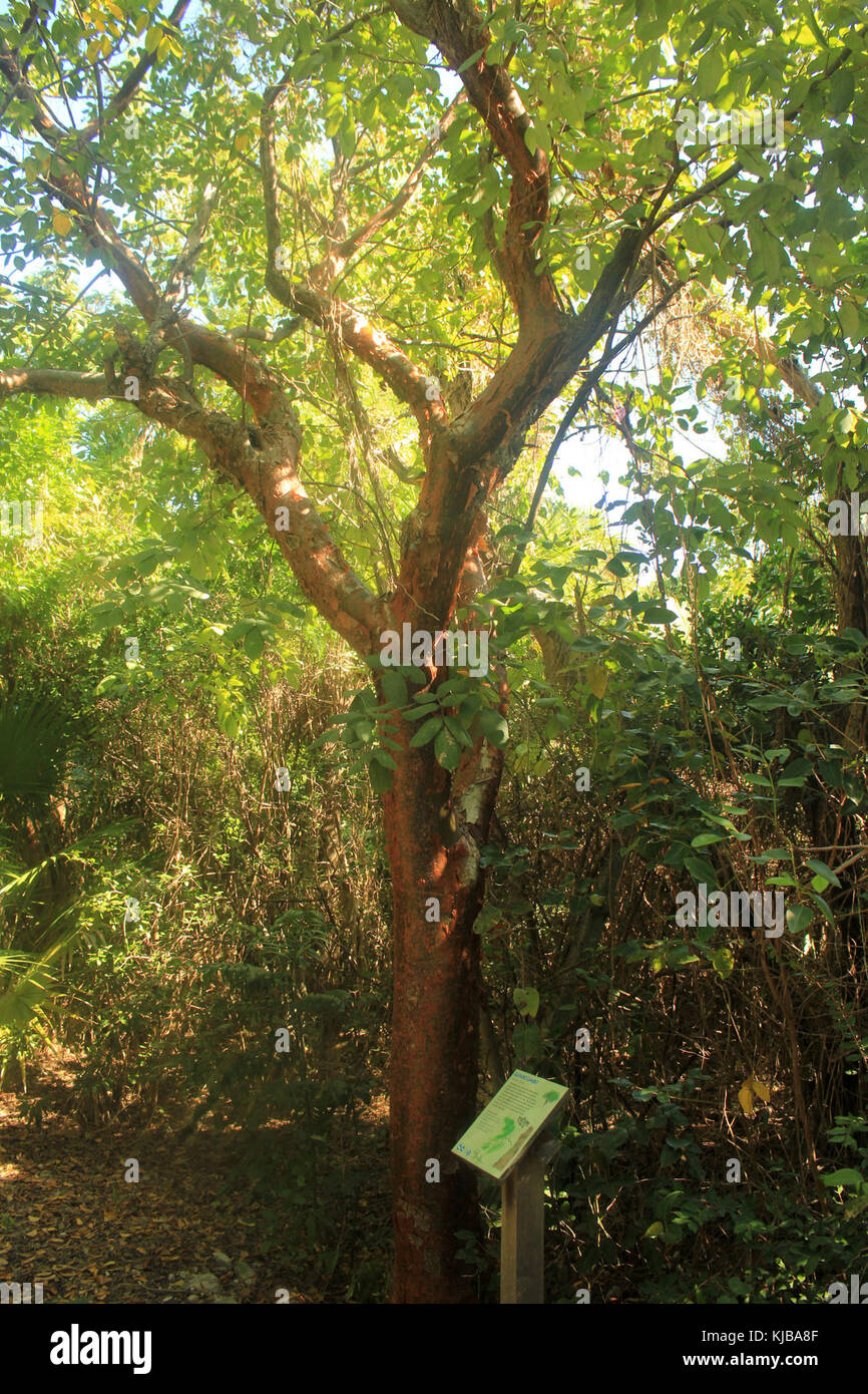 Gumbo limbo tree hi-res stock photography and images - Alamy