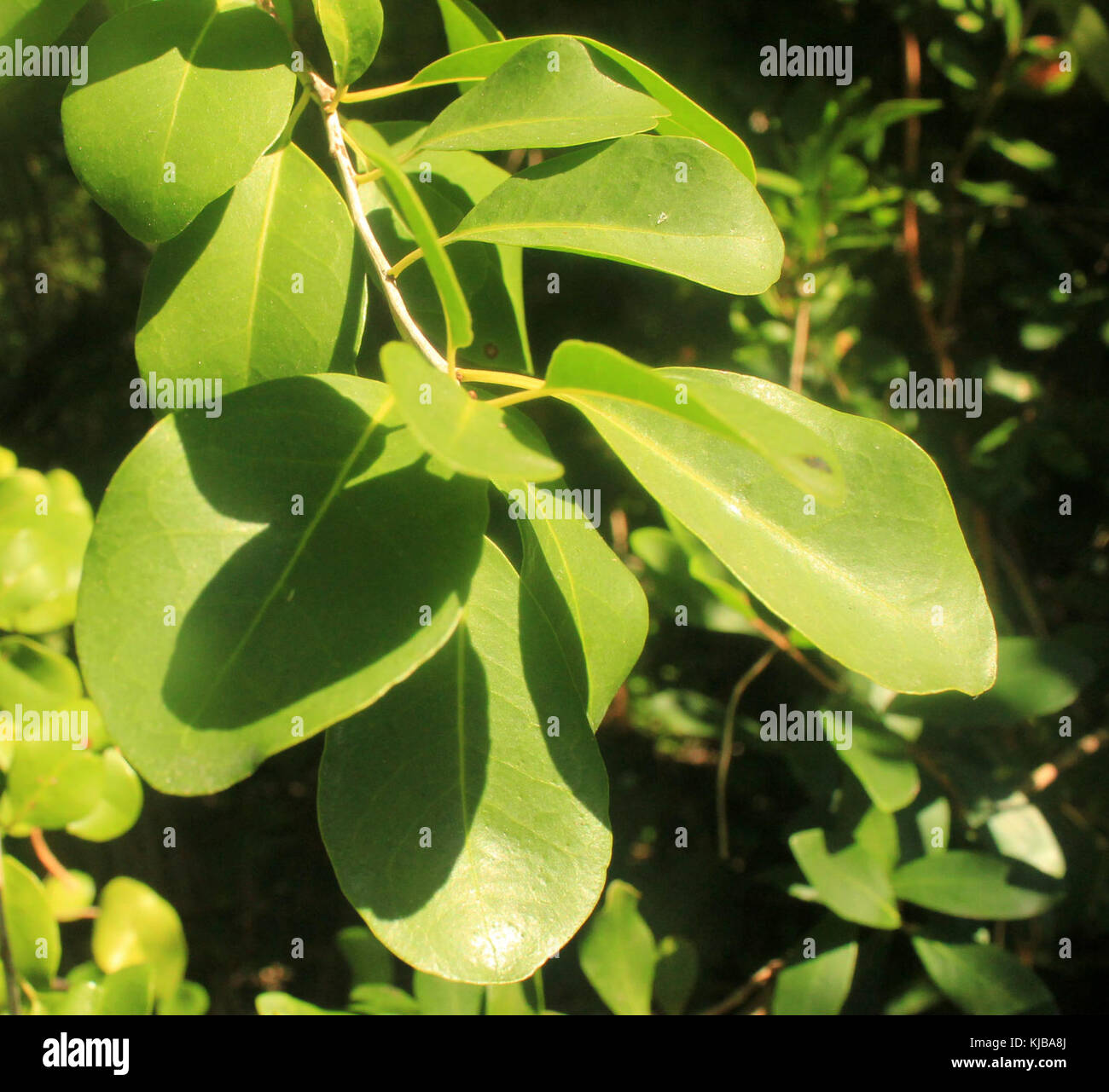 Poisonwood hi-res stock photography and images - Alamy