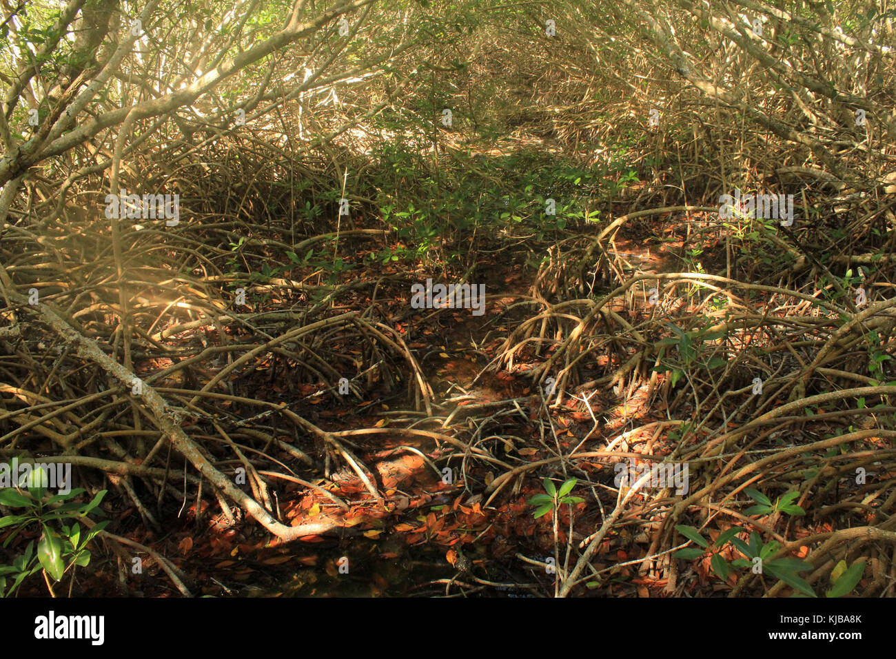 Gfp florida keys marathon key mangroves Stock Photo - Alamy