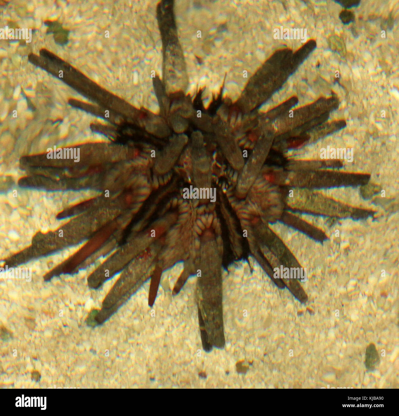 Gfp state pencil sea urchin Stock Photo - Alamy