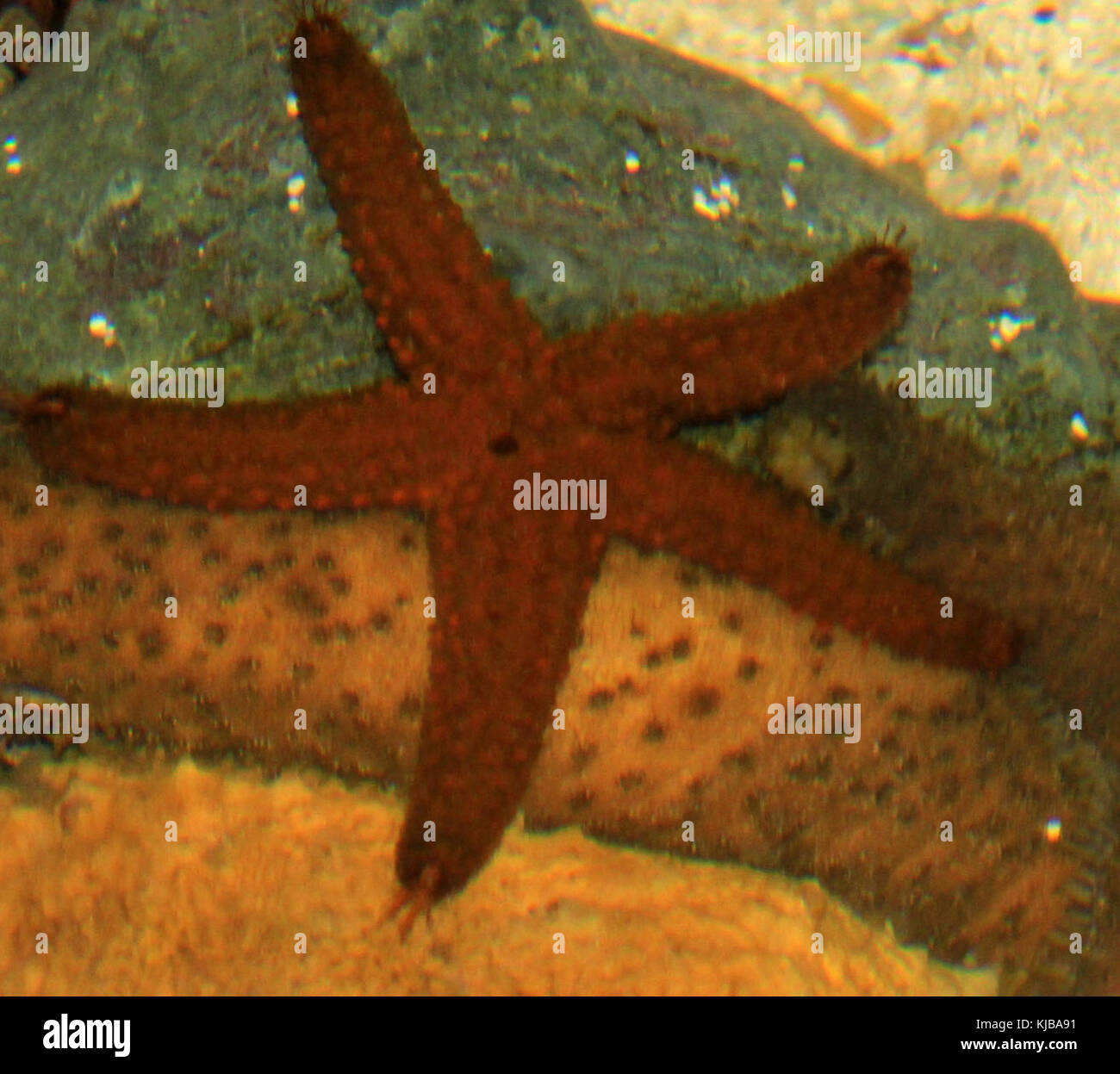 Gfp florida sea star Stock Photo - Alamy