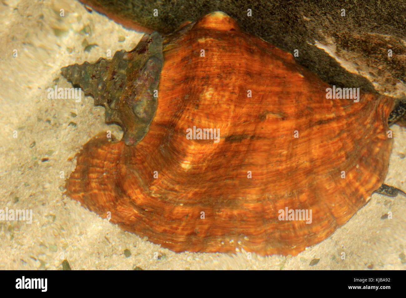 Gfp queen conch Stock Photo - Alamy