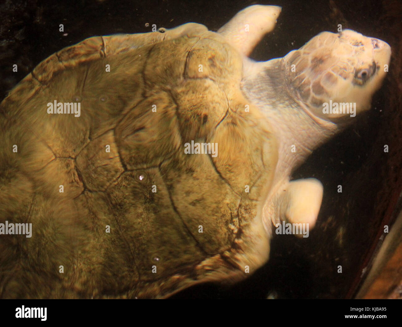 Kemps ridley sea turtle hi-res stock photography and images - Alamy