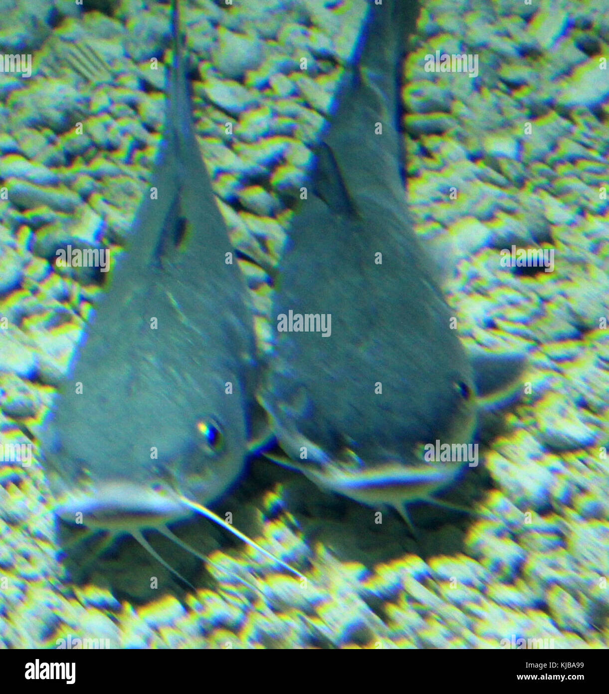 Hardhead hi-res stock photography and images - Alamy