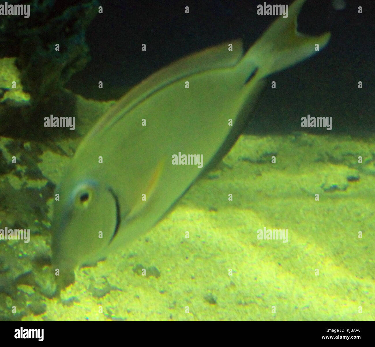 Doctorfish hi-res stock photography and images - Alamy