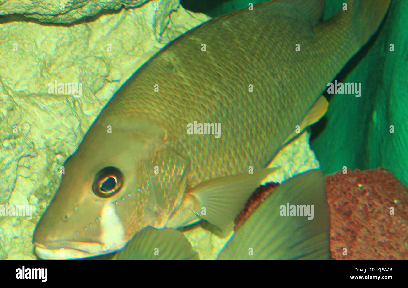 Gfp dog snapper Stock Photo - Alamy