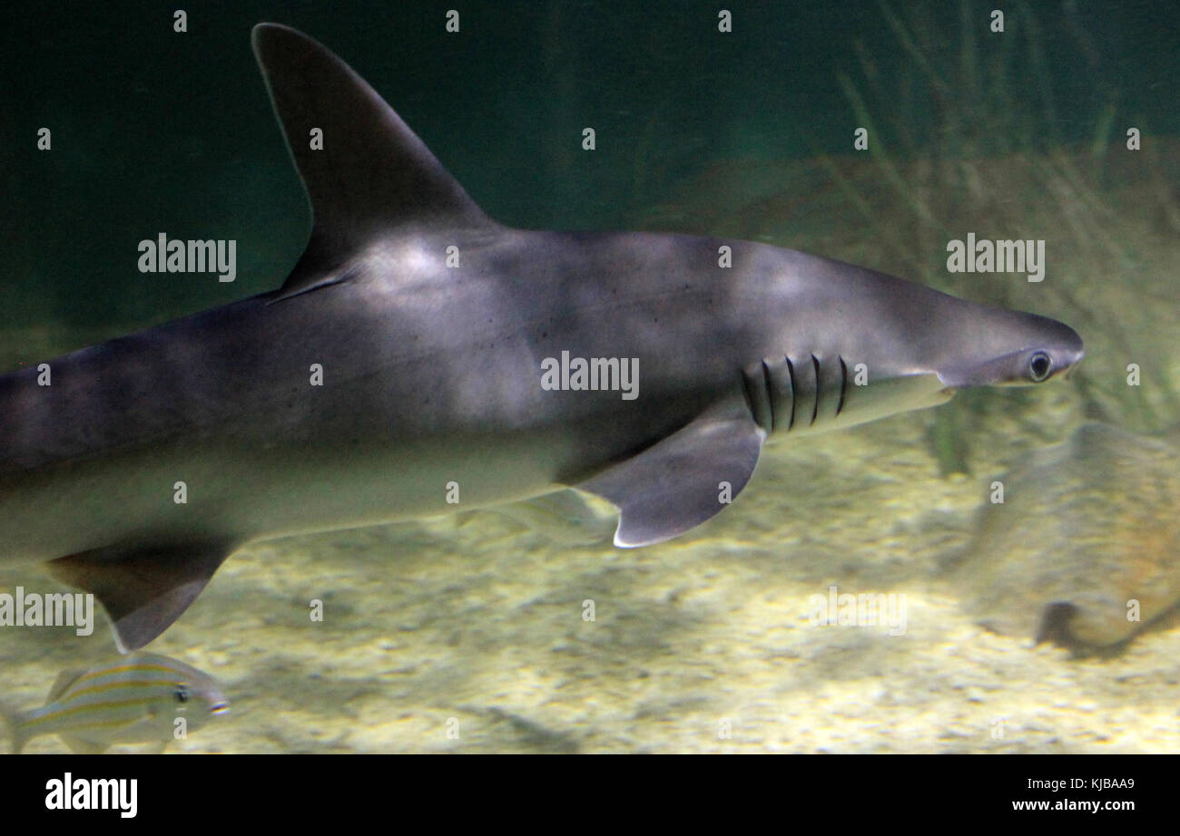 Bonnethead High Resolution Stock Photography and Images - Alamy