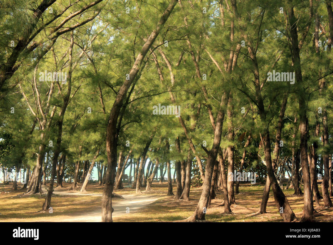 This image showcases the lush, natural environment of the Florida Keys ...