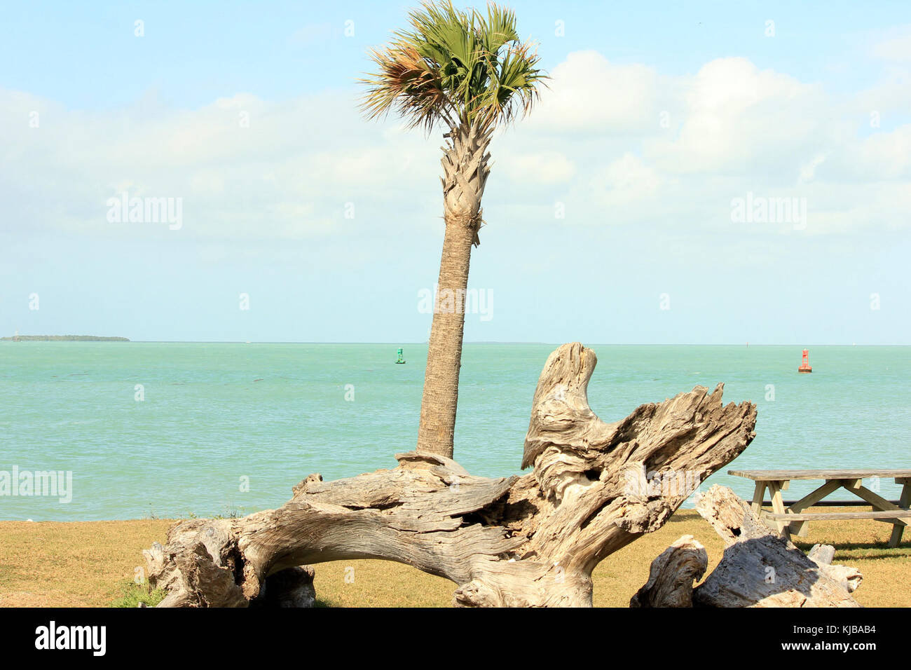 Gfp florida keys key west tree at park Stock Photo - Alamy