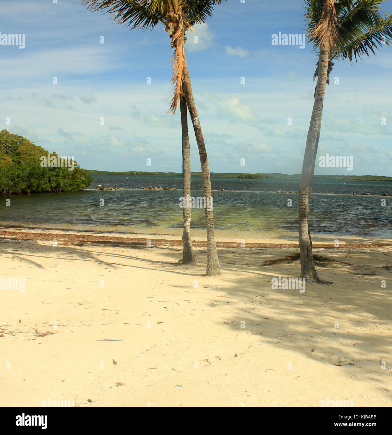 Gfp florida keys key largo beach and trees Stock Photo - Alamy