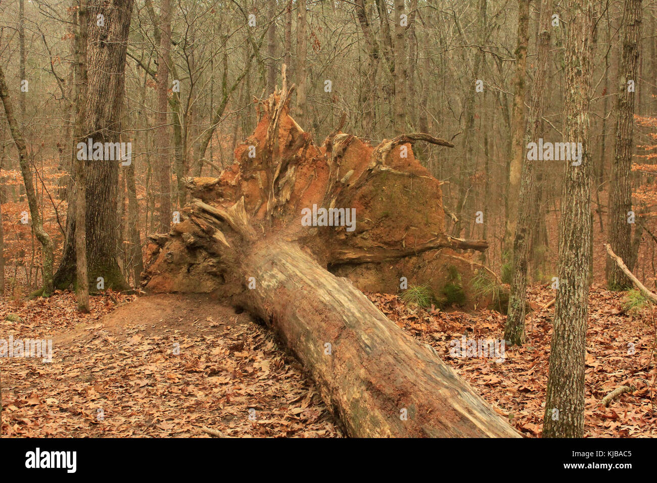 Uprooted tree hi-res stock photography and images - Alamy