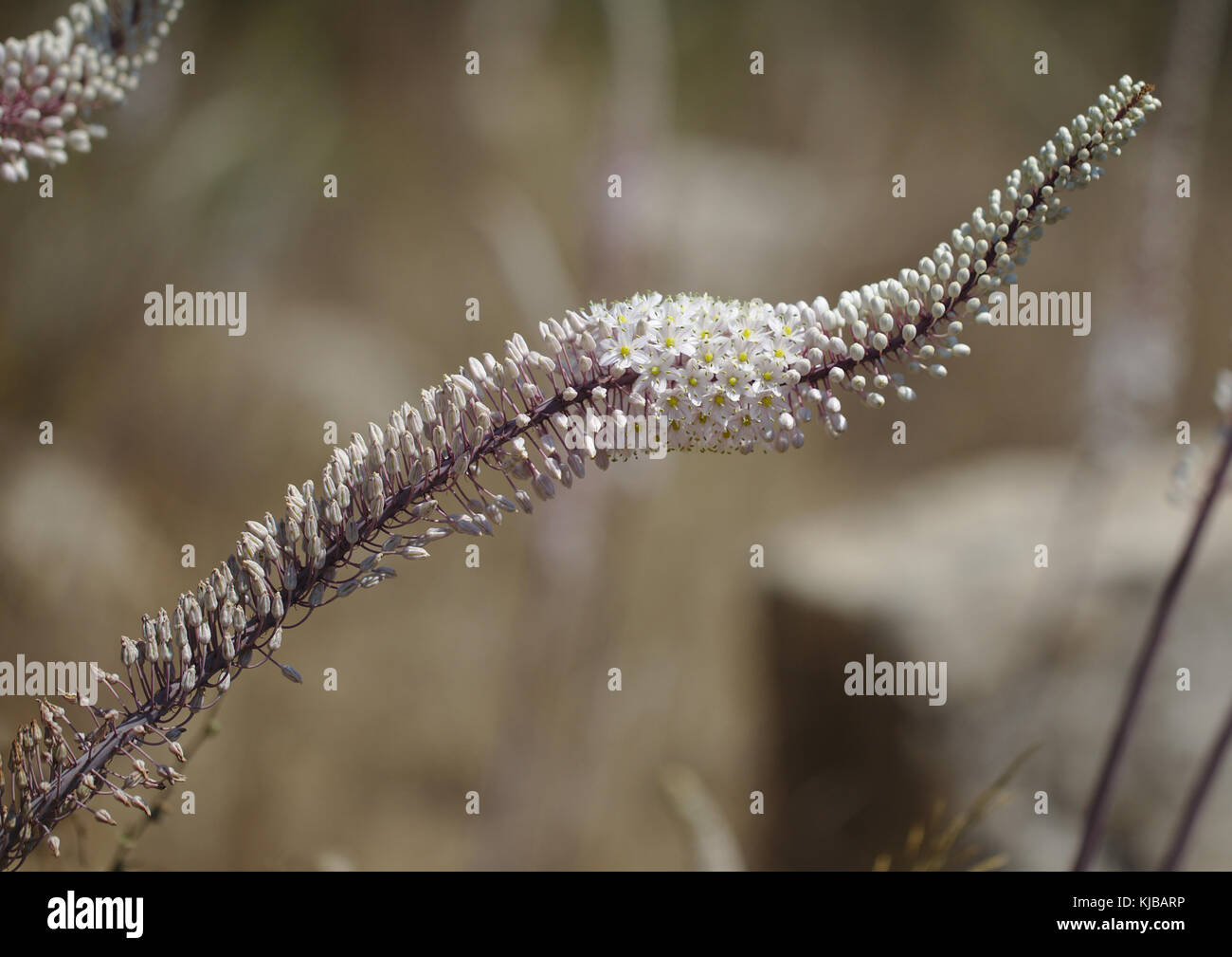 Flower spike of sea squill, Drimia maritima is a species of flowering ...