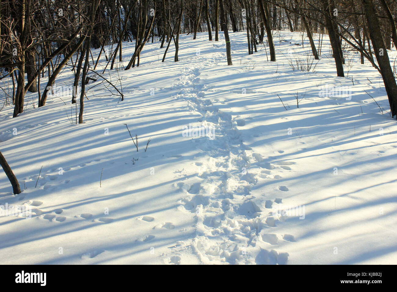 Gfp minnesota glacial lakes state park footprints in the snow Stock ...