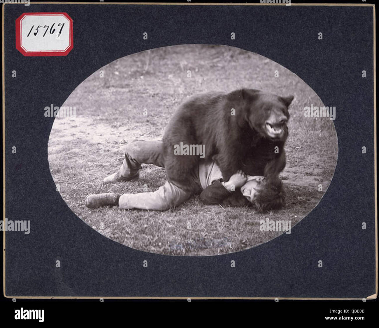 Person wrestling with a trained bear Stock Photo - Alamy