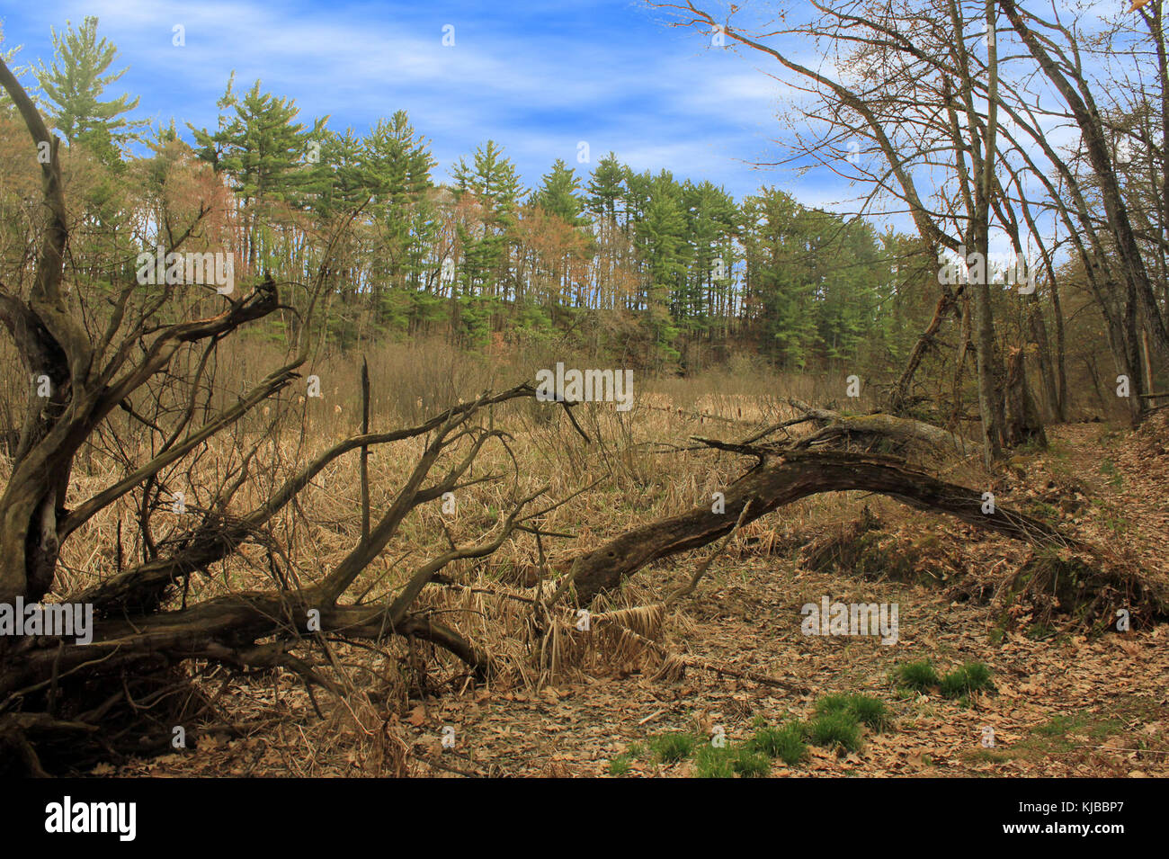 Gfp wisconsin rocky arbor state park marshland Stock Photo - Alamy