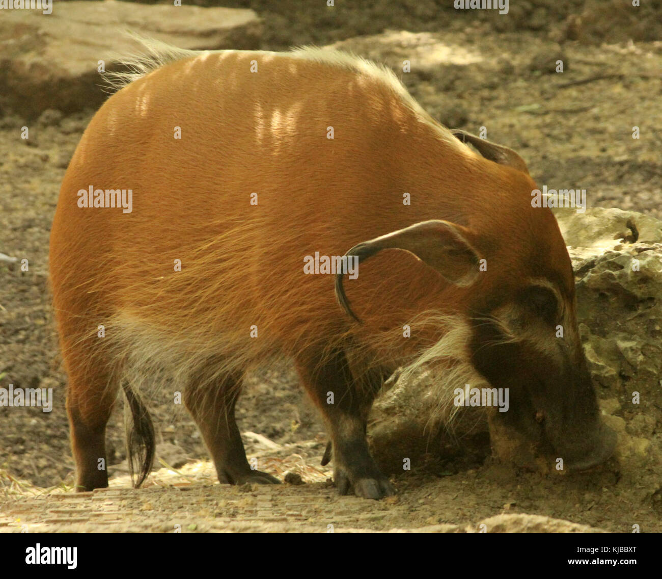 Gfp red river hog Stock Photo - Alamy
