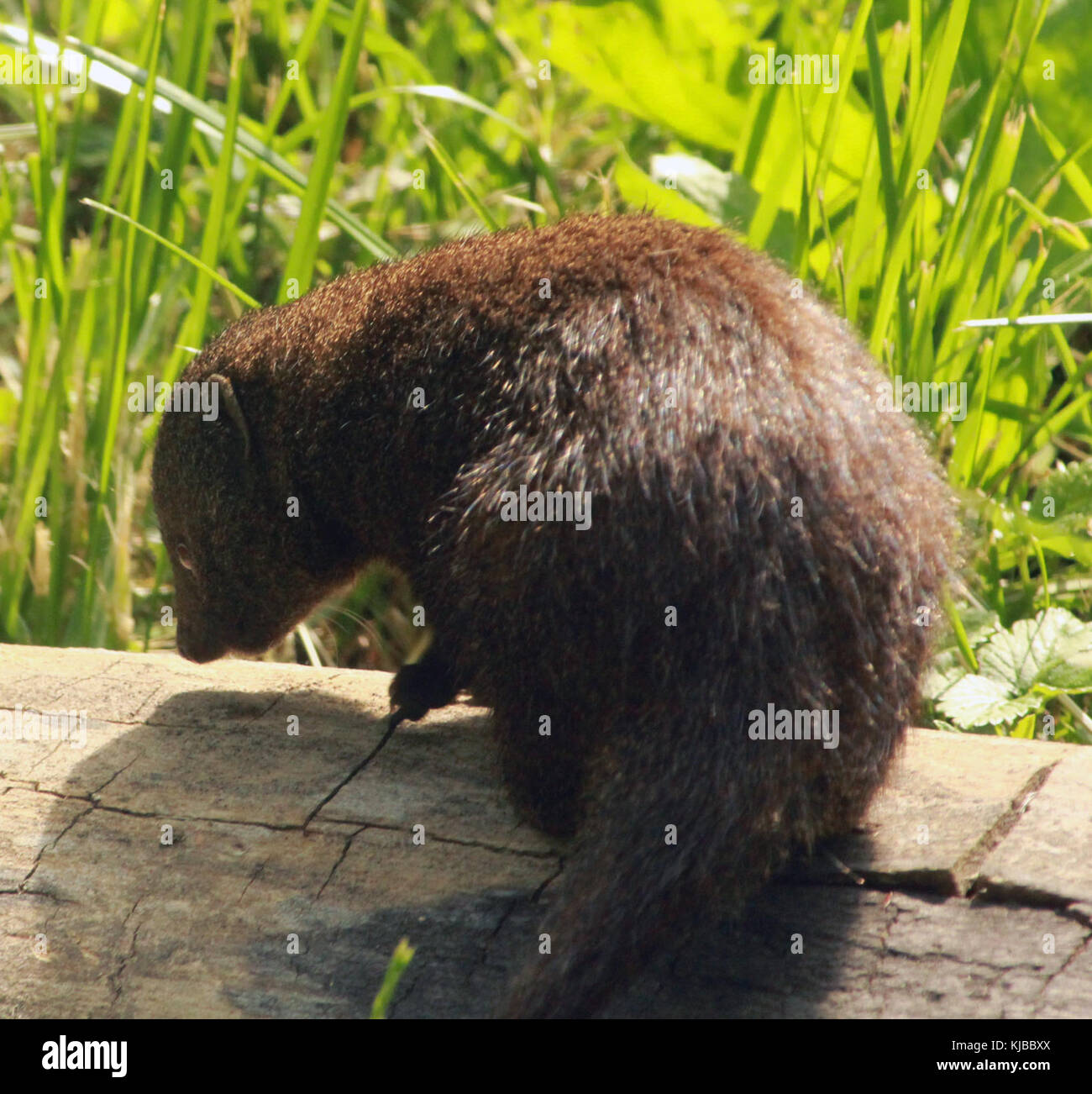 Gfp dwarf mongoose Stock Photo - Alamy