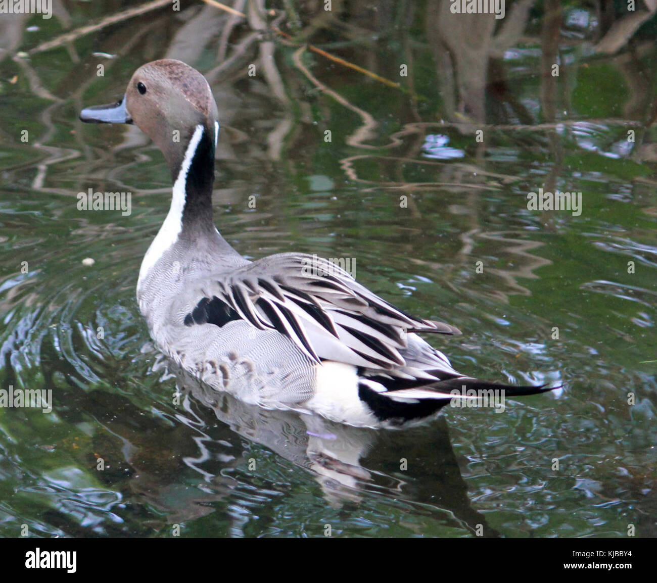 Gfp a duck Stock Photo - Alamy