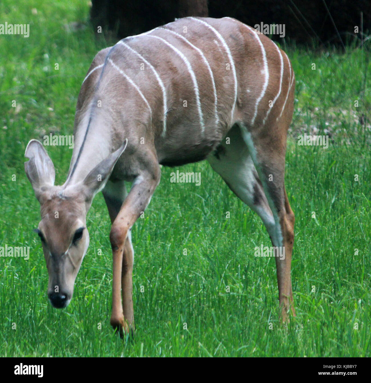 Gfp lesser kudu Stock Photo - Alamy