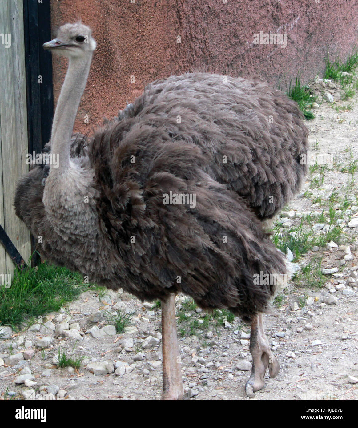 Fluorescent green transgenic hi-res stock photography and images - Alamy