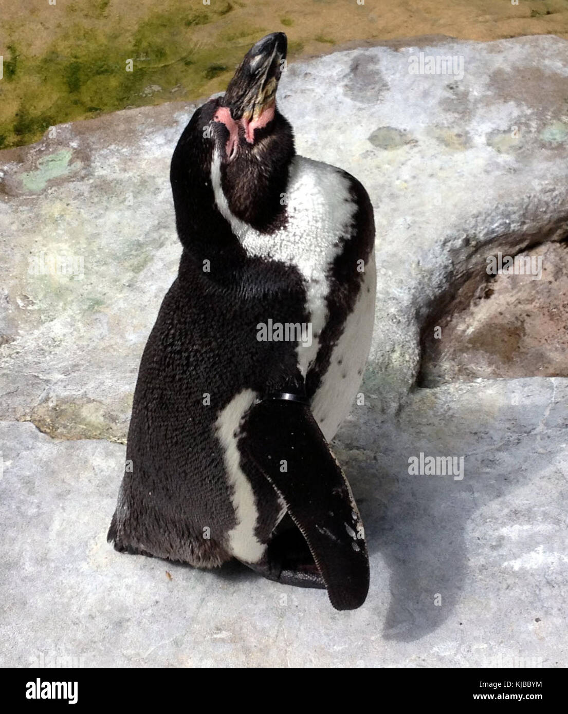 Gfp humboldt penguin Stock Photo - Alamy